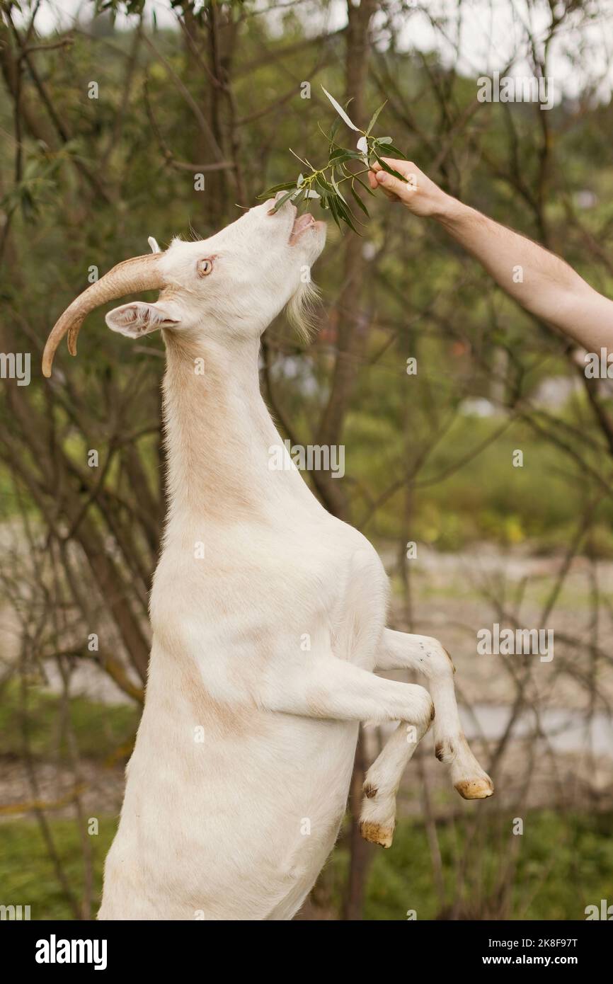Hand feeding goat hi-res stock photography and images - Alamy