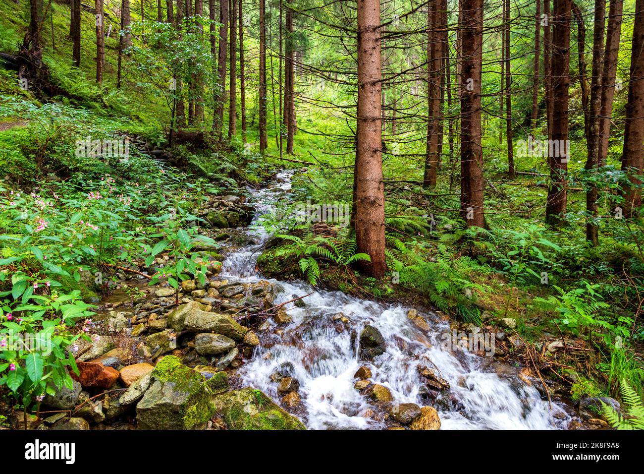 Clear forest stream flowing through Puster Valley Stock Photo - Alamy
