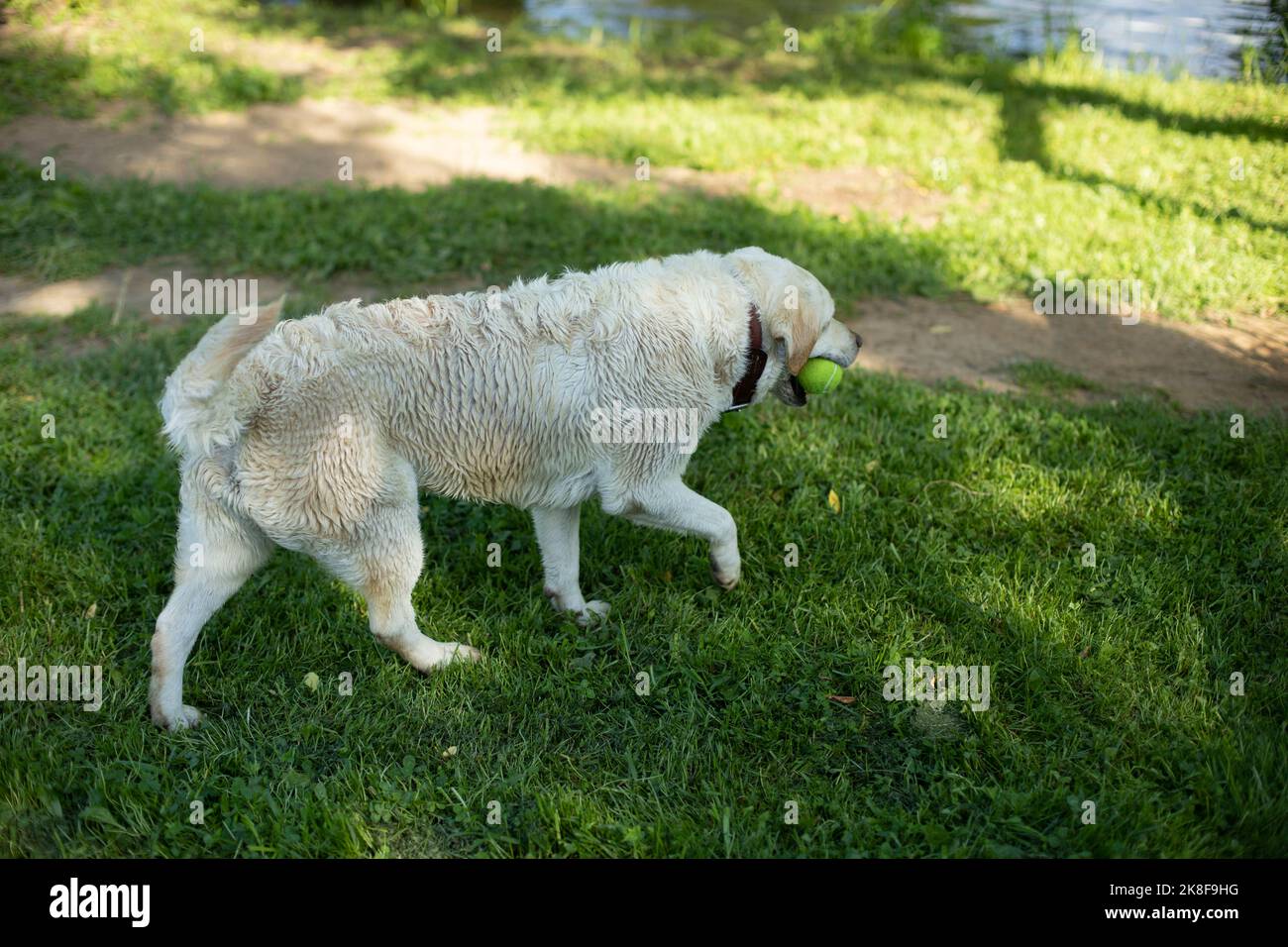 White Labrador in summer. Pet on walk. Animal on hot day Stock Photo ...