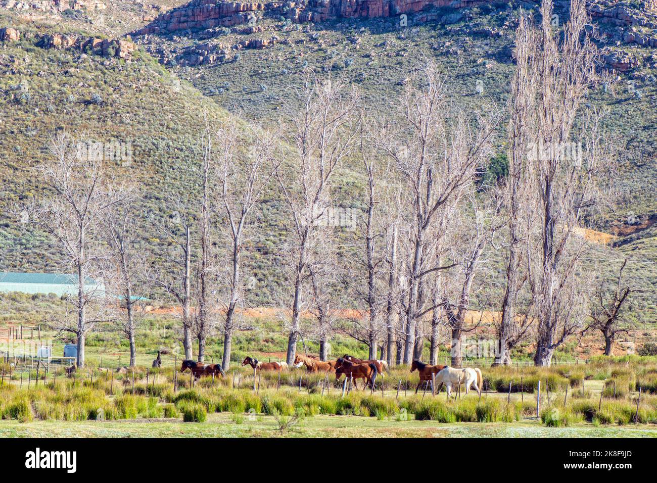 Horses running at Kromrivier Cederberg Park in the Western Cape ...
