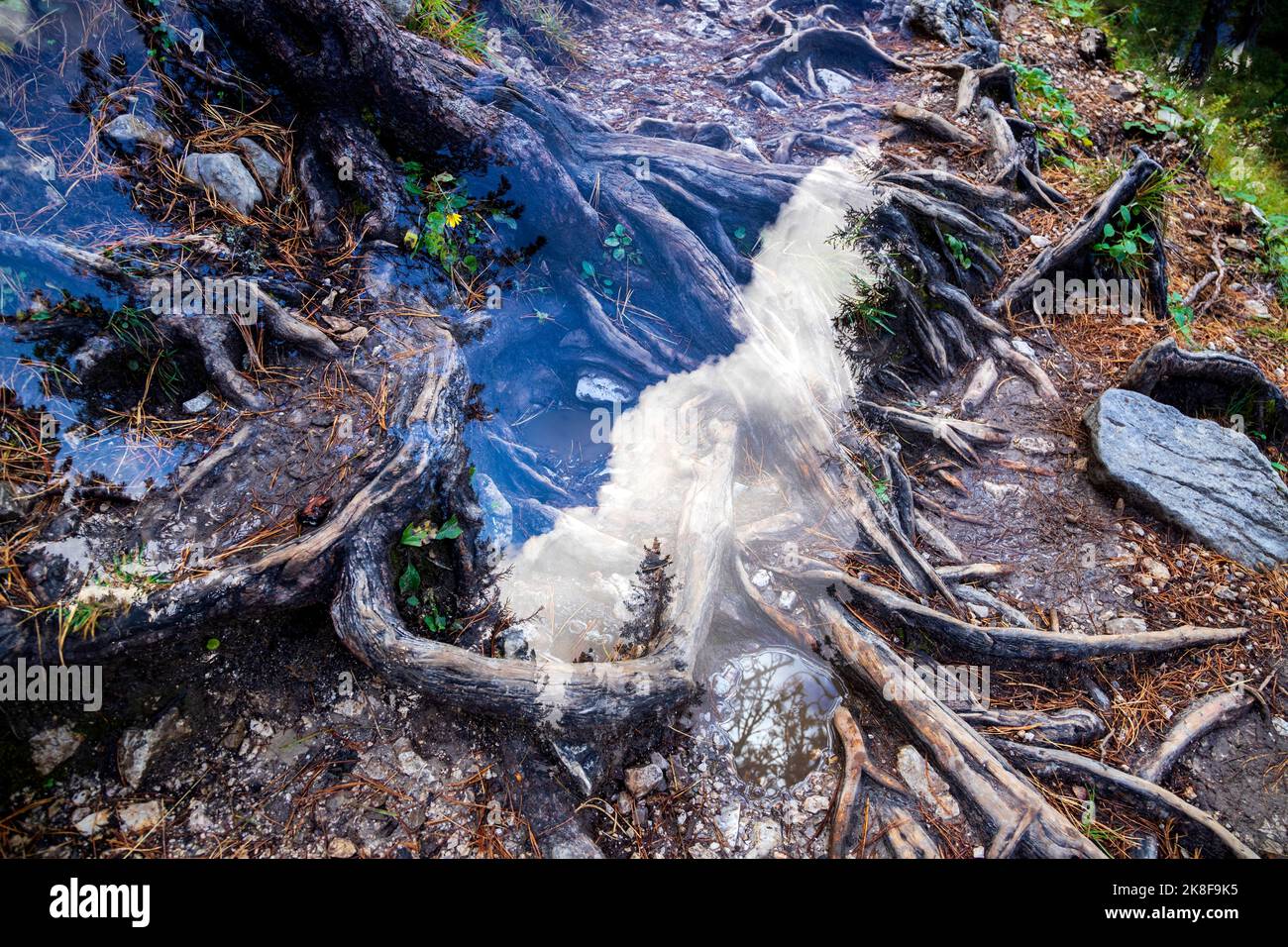 Tree root exposure hi-res stock photography and images - Alamy
