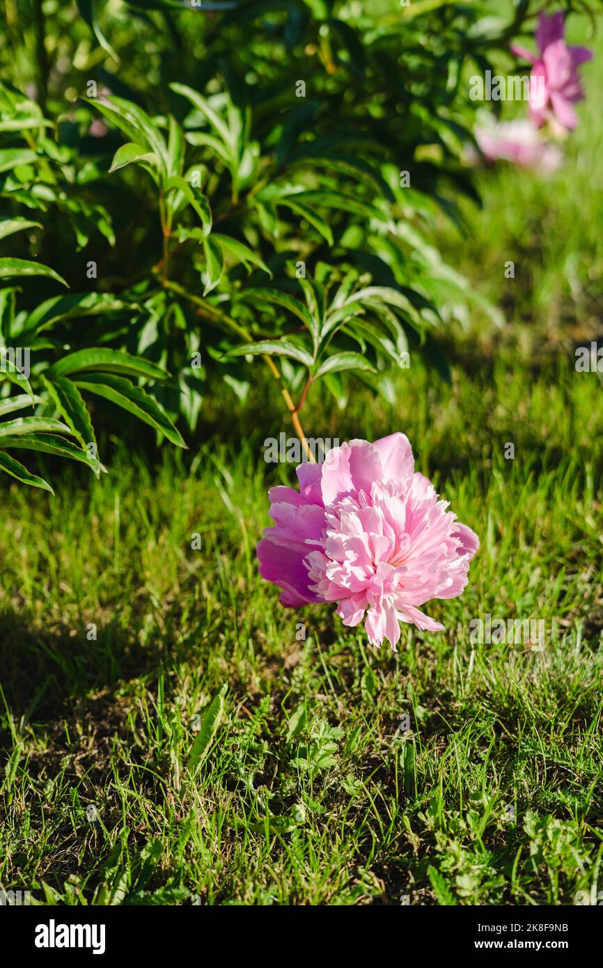 Pink grass flower hi-res stock photography and images - Alamy