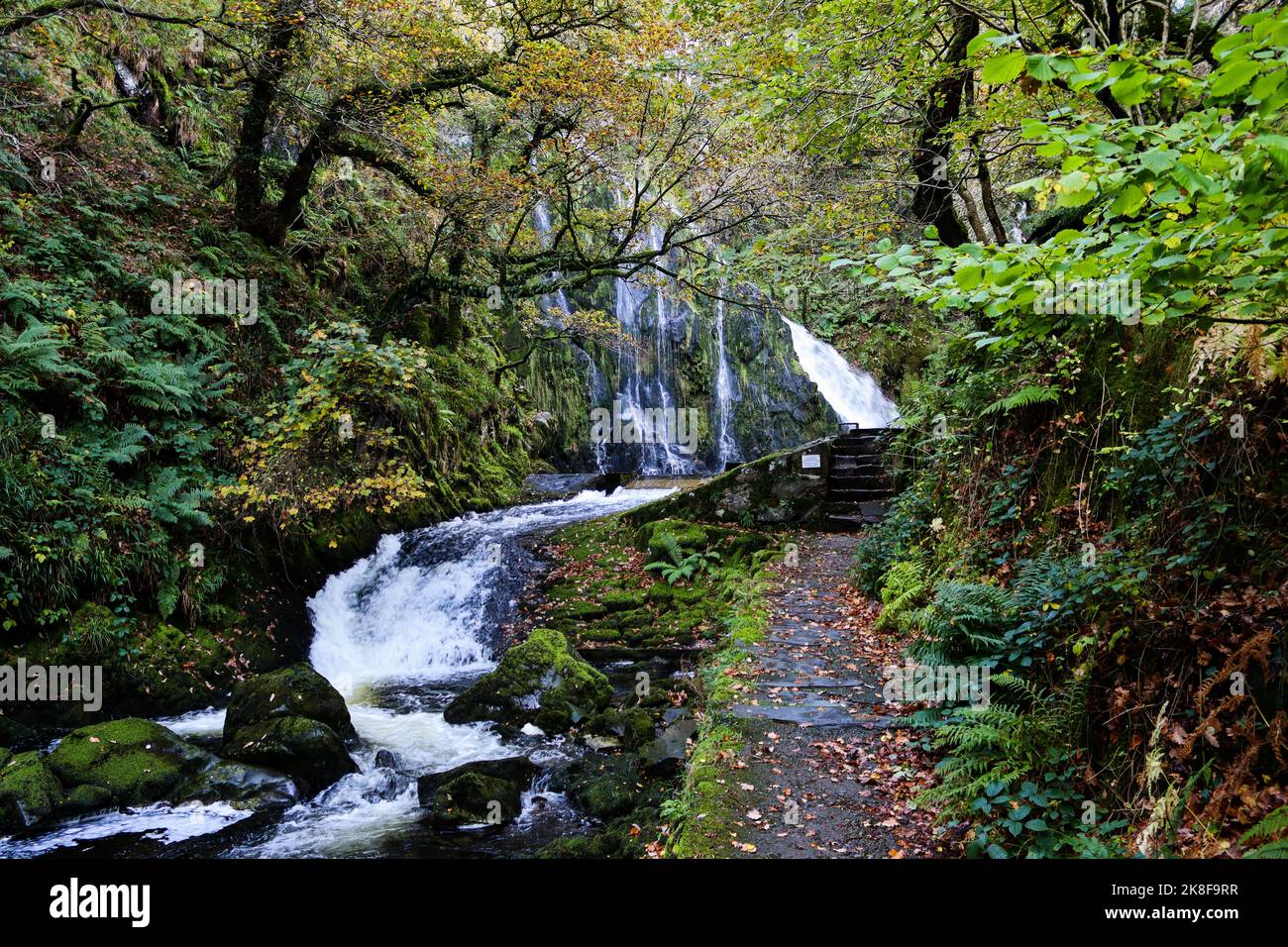 Snowdonia goat hi-res stock photography and images - Alamy