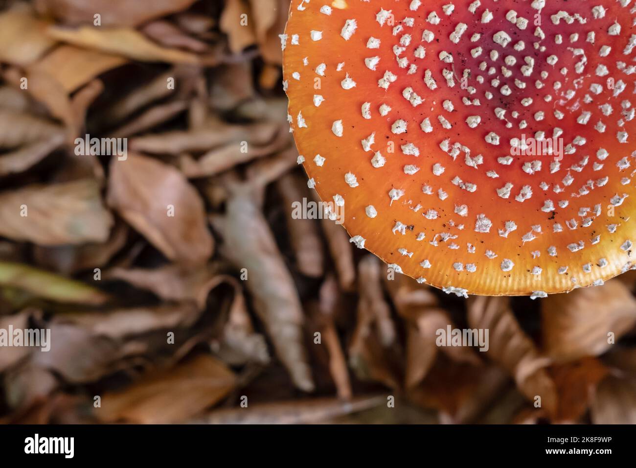 Close-up of Amanita Muscaria mushrooms in dry leaves. Poisonous ...