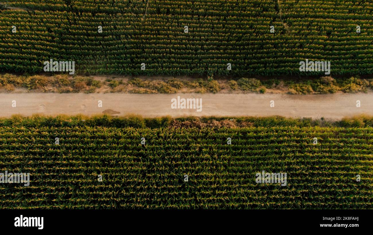 Aerial view of dirt road stretching through green corn field Stock ...