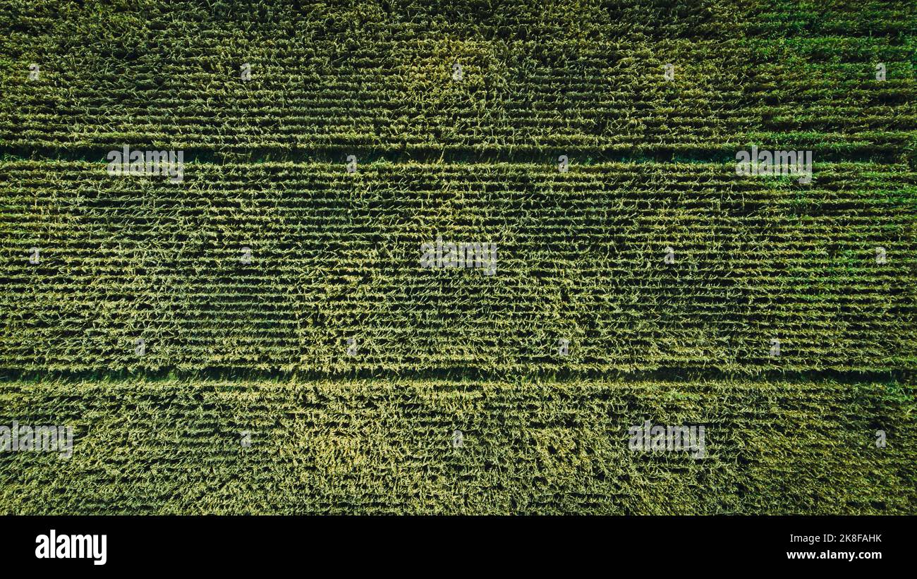 Aerial view of green corn field Stock Photo - Alamy