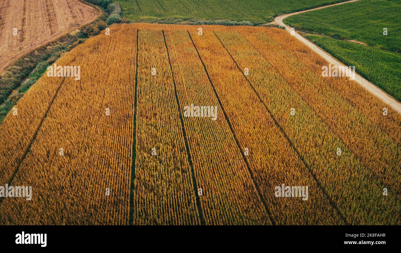 Aerial view countryside corn field hi-res stock photography and images ...