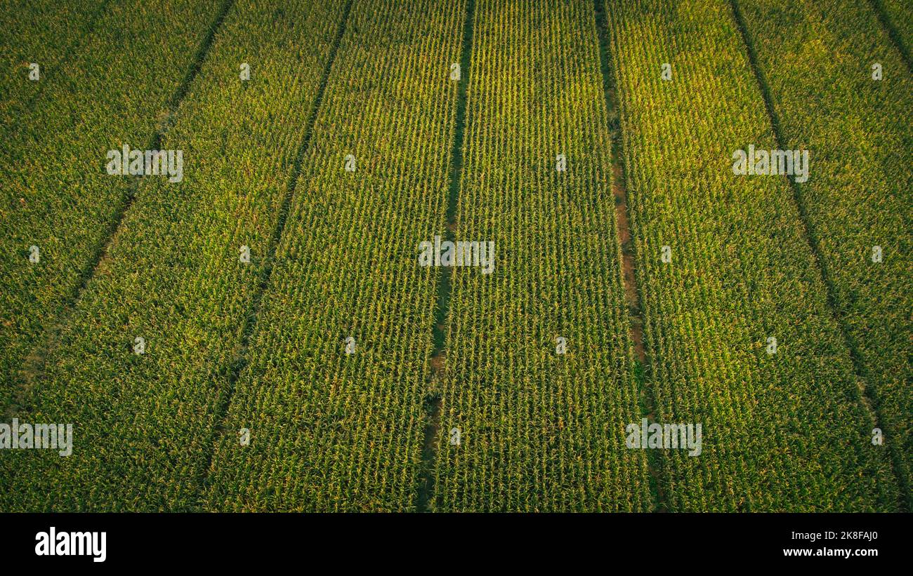 Aerial view of green corn field Stock Photo - Alamy
