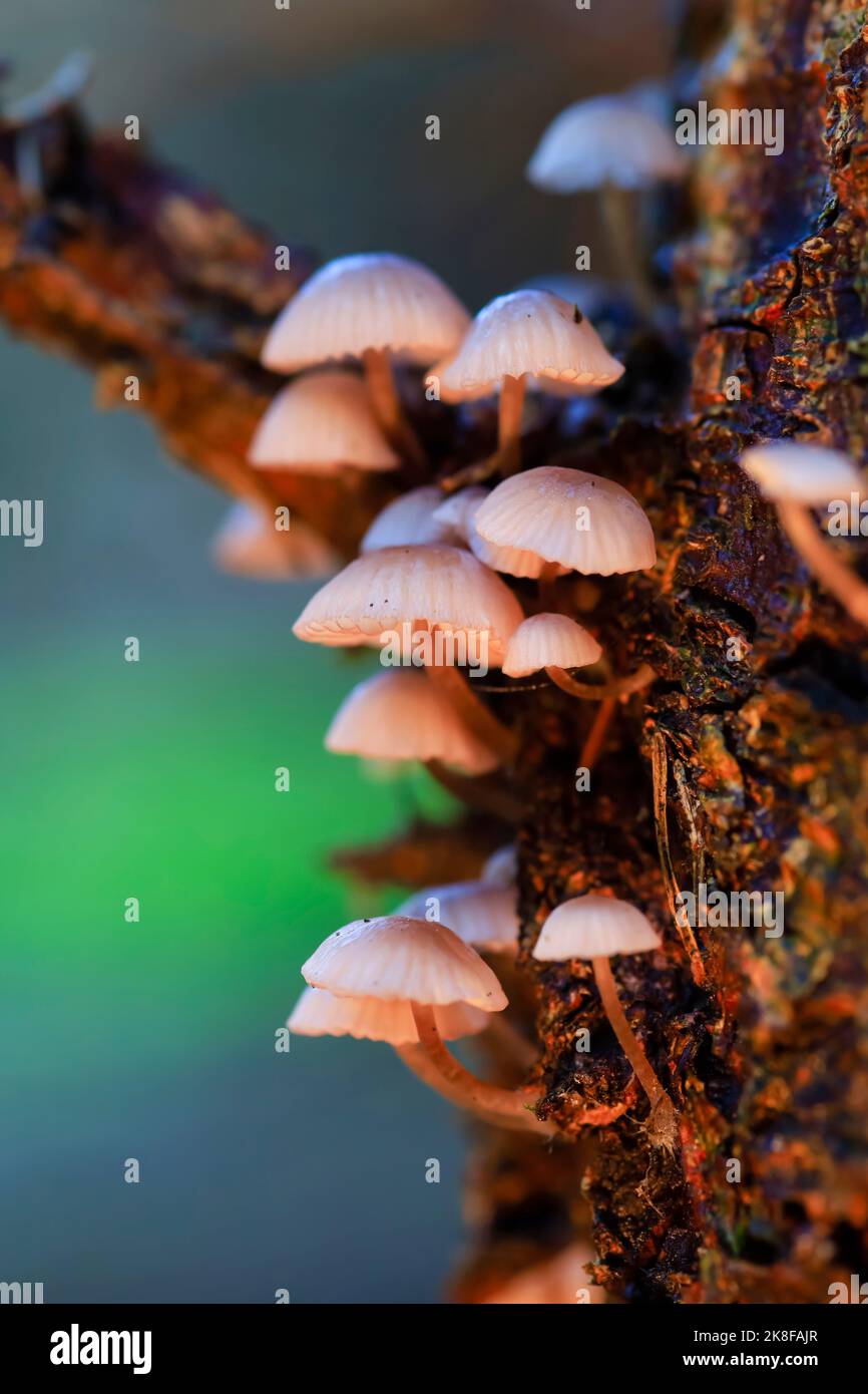 Tree trunk covered in small mushrooms Stock Photo - Alamy