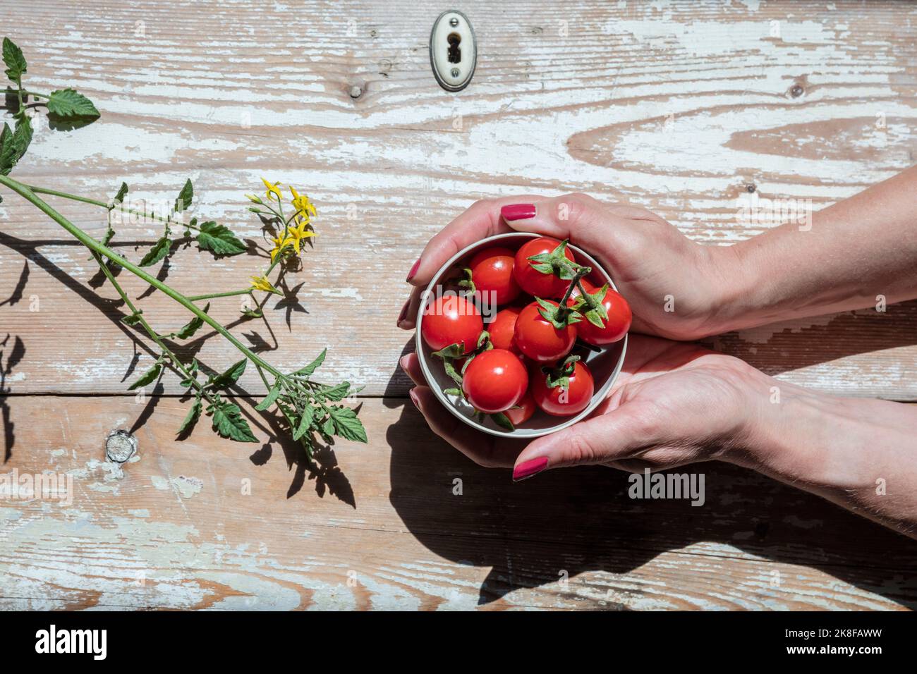 Hands holding tomatoes hi-res stock photography and images - Alamy