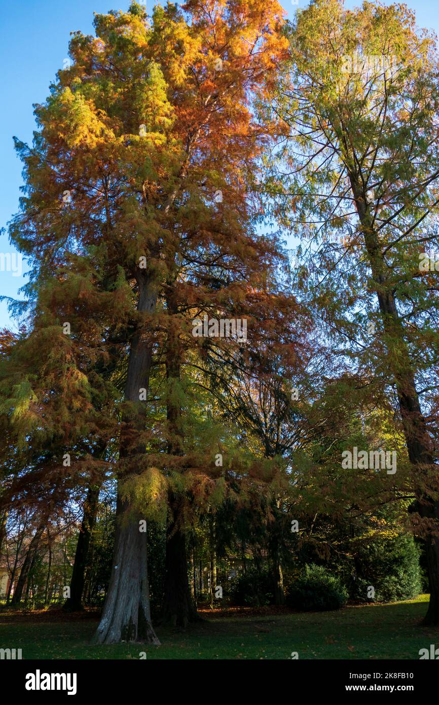Zweizeilige Sumpfzypresse im Herbst Stock Photo - Alamy