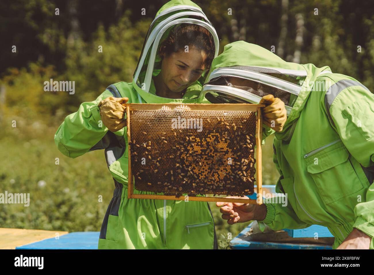 Beekeepers examining beehive together at apiary Stock Photo - Alamy