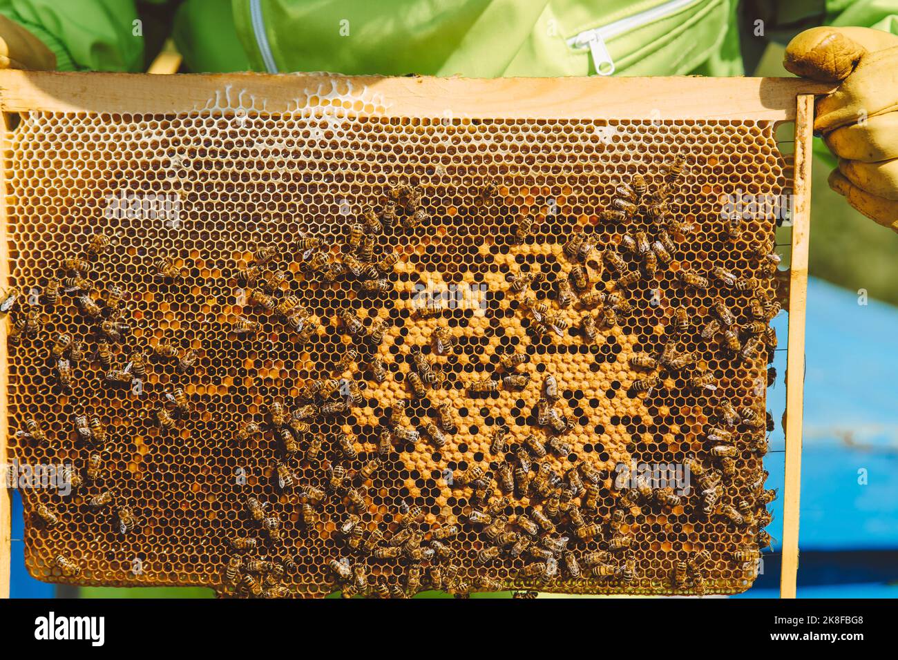 Bee swarm beekeeper hi-res stock photography and images - Alamy