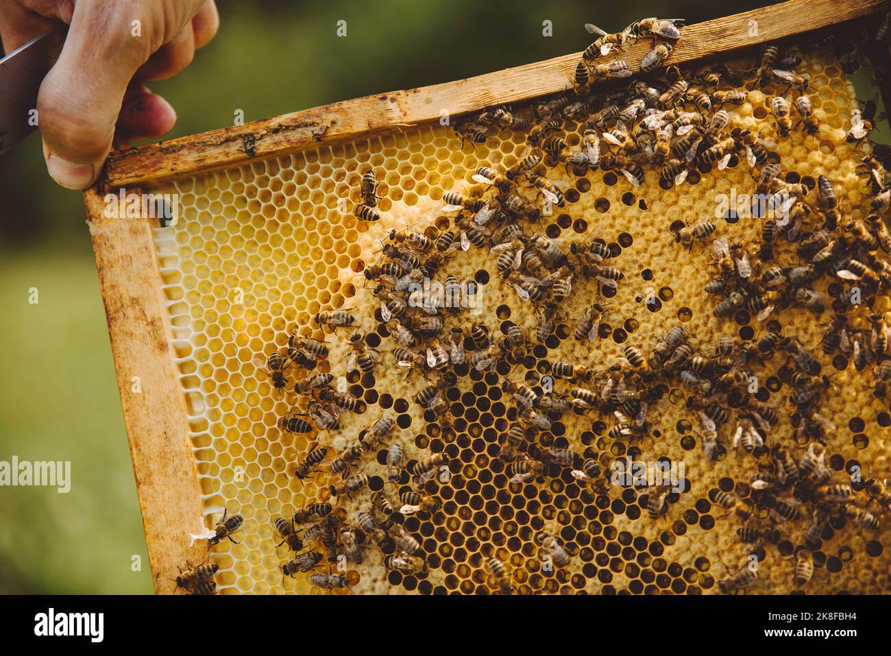 Hand of beekeeper holding beehive Stock Photo - Alamy