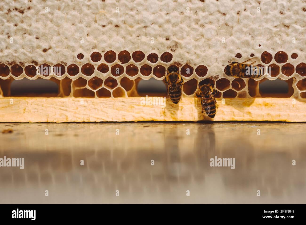 Beehive pattern hi-res stock photography and images - Alamy