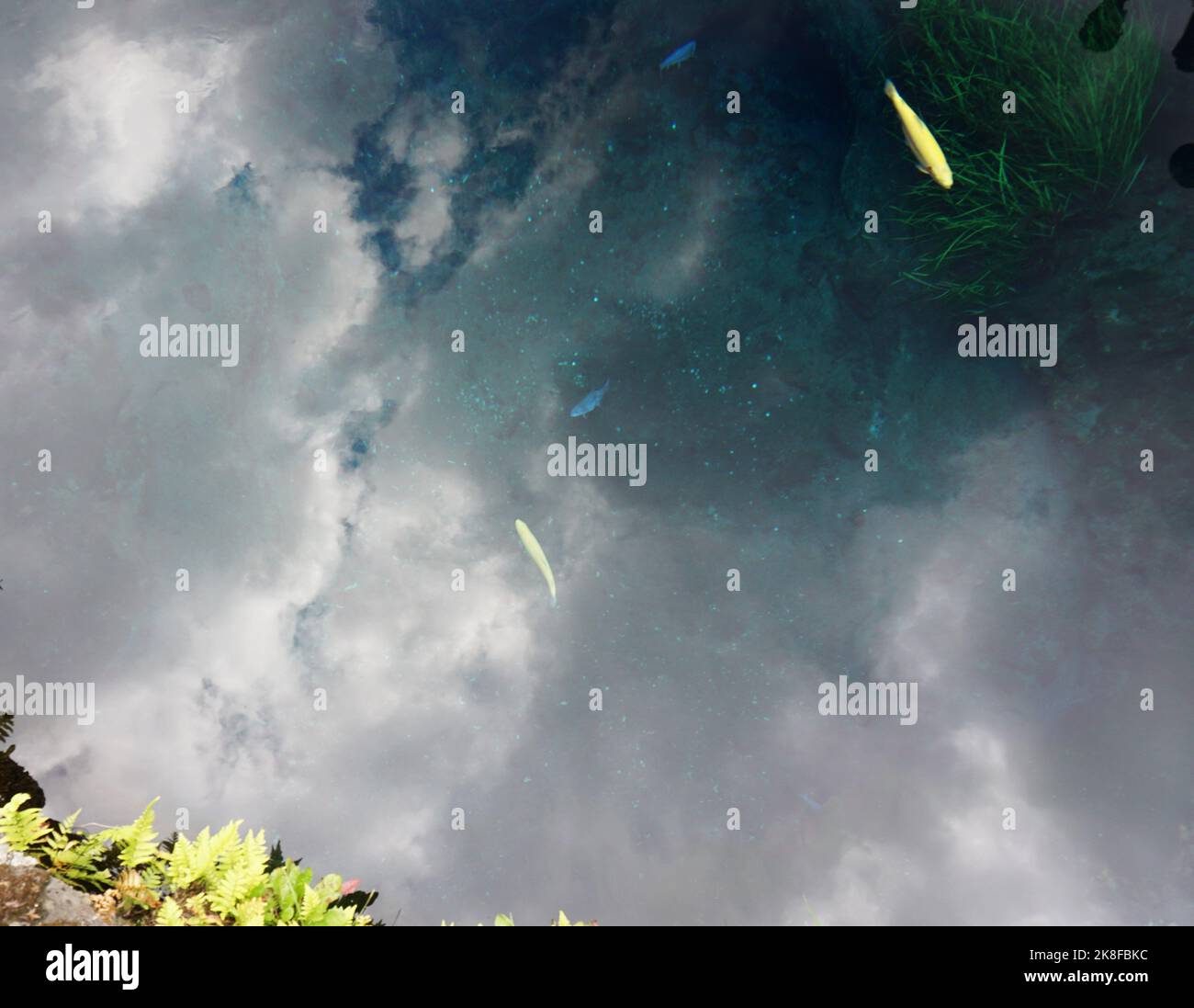 Fish stars hi-res stock photography and images - Alamy