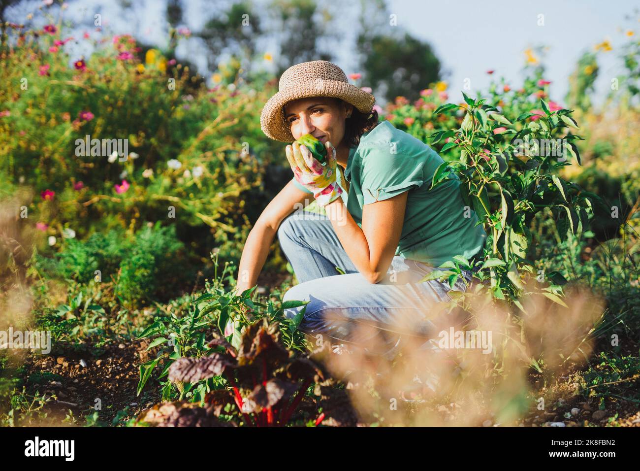 Pepper field hi-res stock photography and images - Alamy
