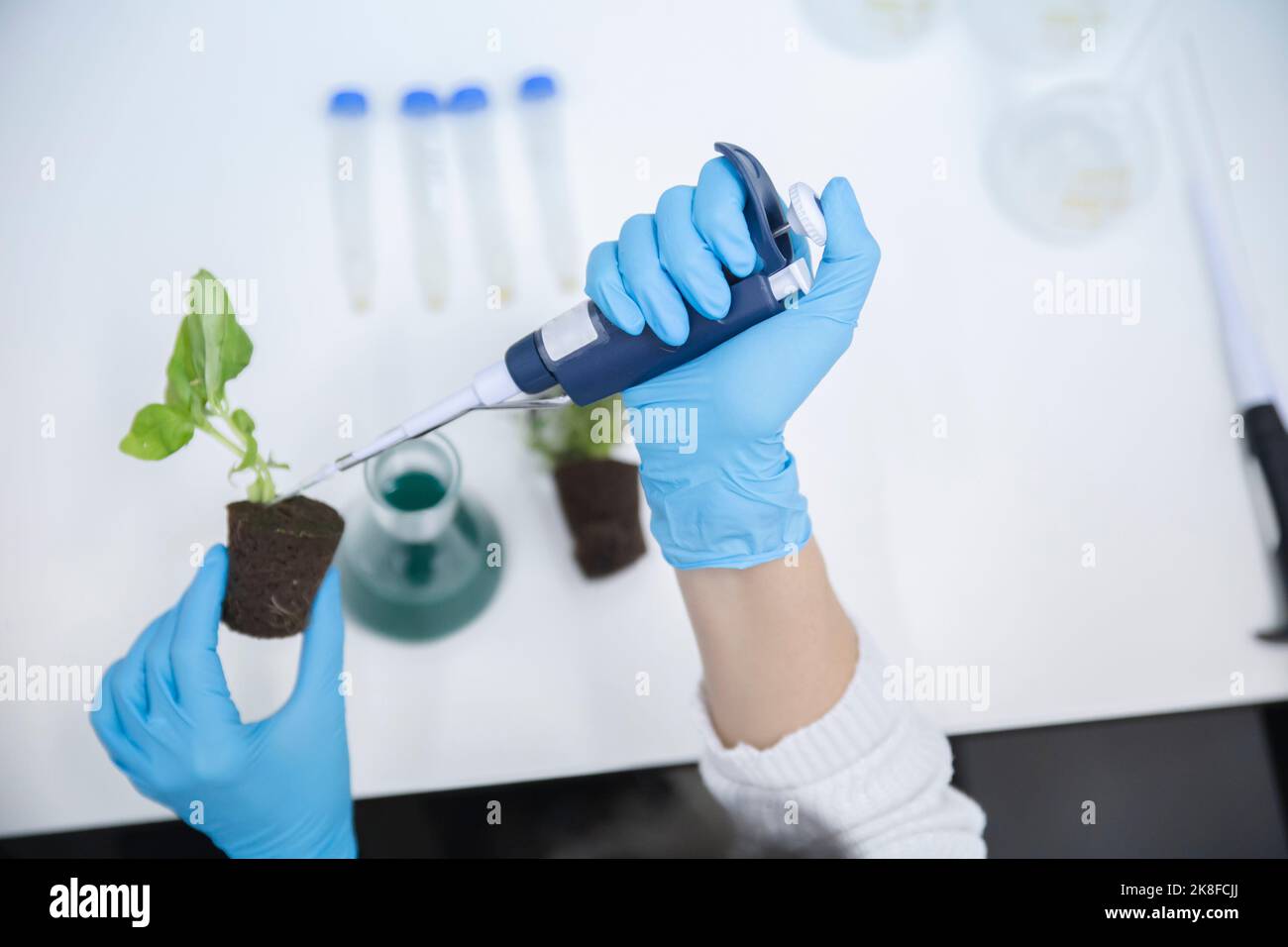 Scientist inserting chemical in basil plant at laboratory Stock Photo ...