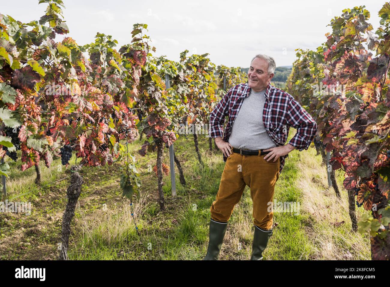 Senior man with arms akimbo standing amidst vineyard Stock Photo - Alamy