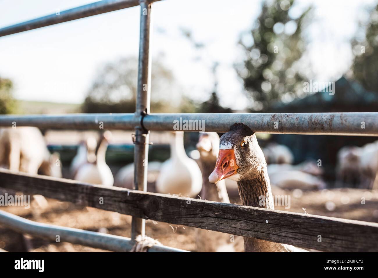 Goose looking out from fence at farm Stock Photo - Alamy