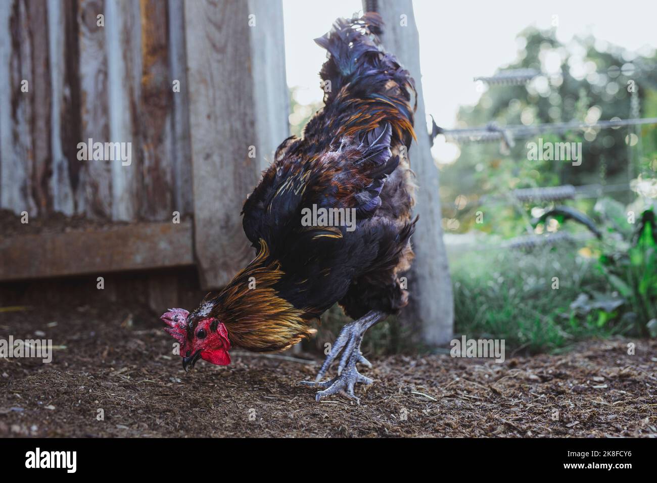 Horizontal rooster hi-res stock photography and images - Alamy
