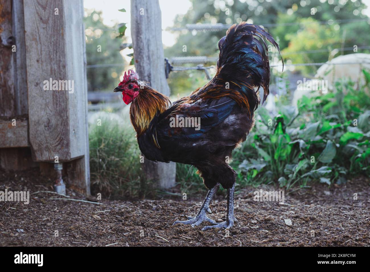 Horizontal rooster hi-res stock photography and images - Alamy
