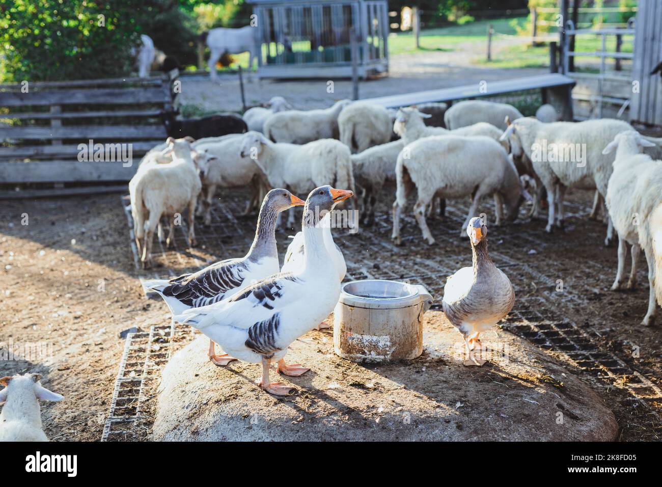 Poultry farm hi-res stock photography and images - Alamy