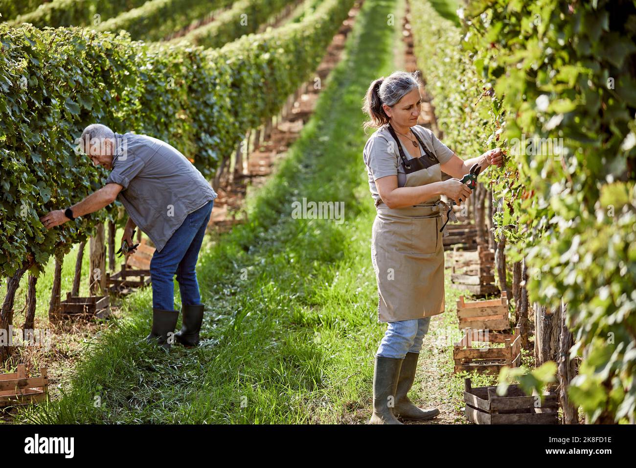 Mature farmers working in vineyard Stock Photo - Alamy