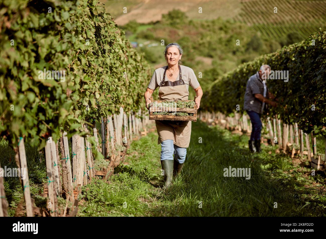Mature farmer holding crate of grapes walking in vineyard with man working in background Stock ...