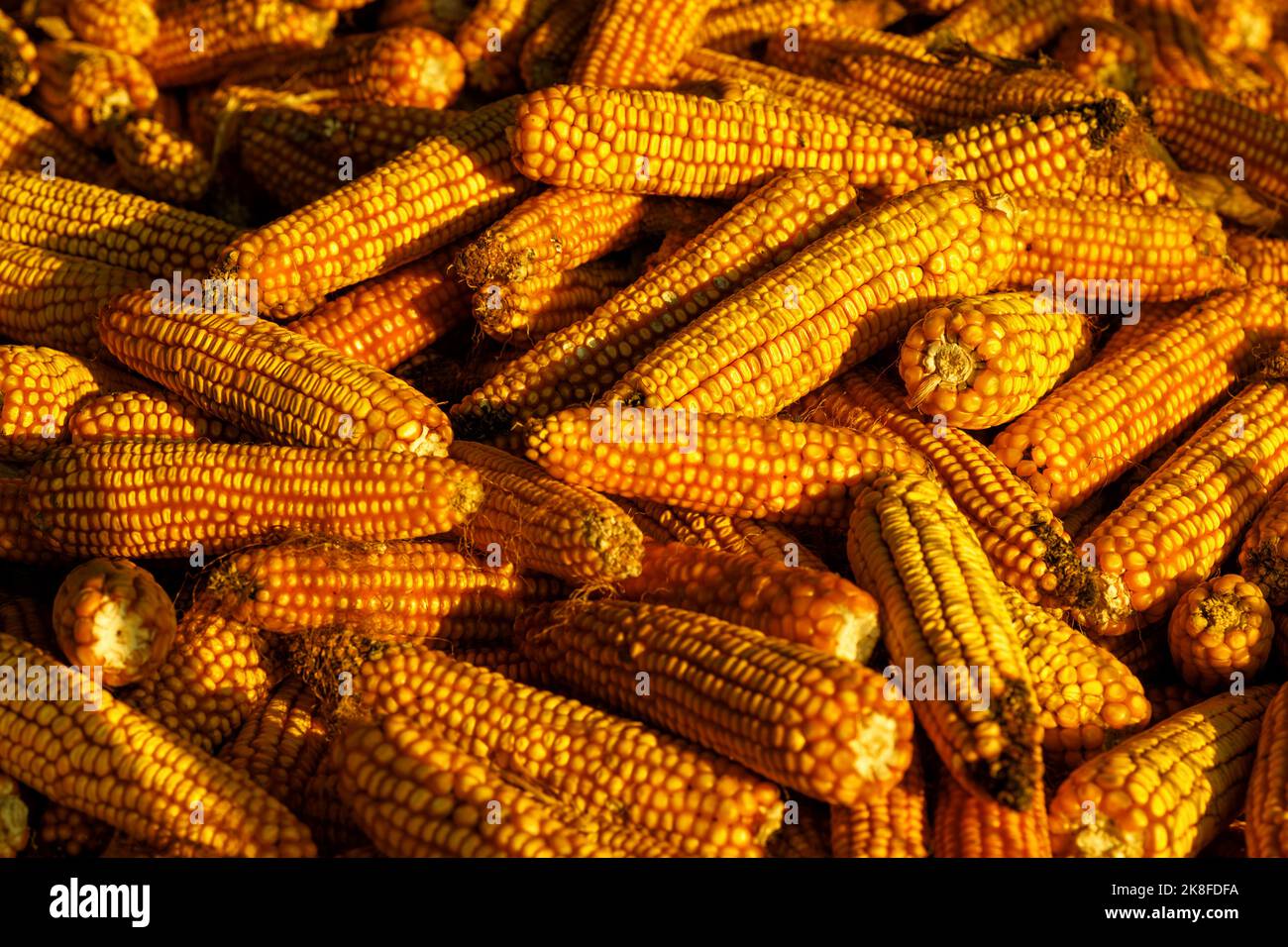 heap of dry corn cobs as background Stock Photo - Alamy