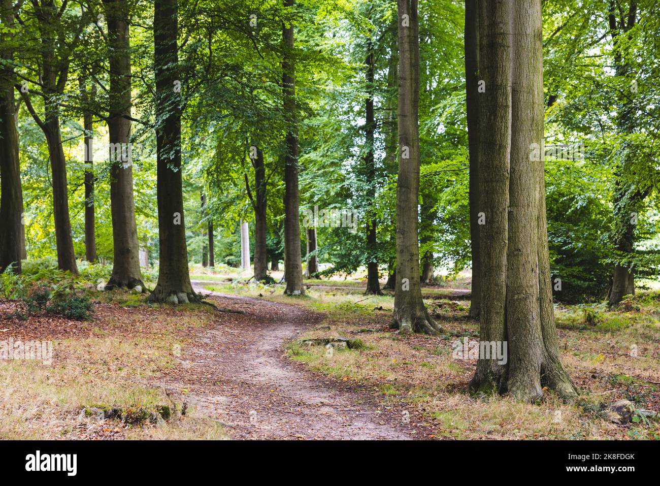 UK, England, Winding forest footpath in Cannock Chase Stock Photo - Alamy