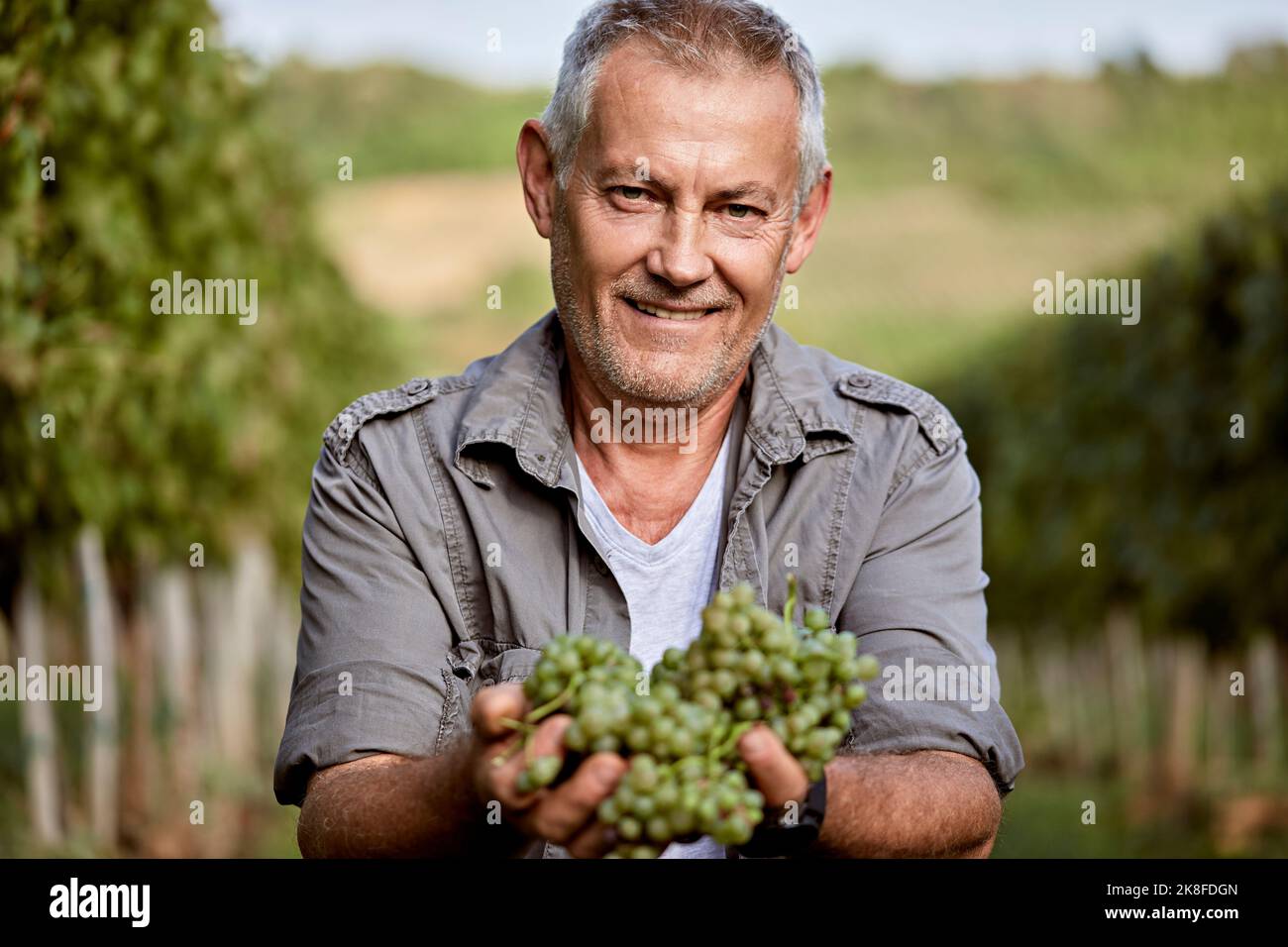 Smiling mature farmer showing fresh bunch of grapes in vineyard Stock Photo - Alamy