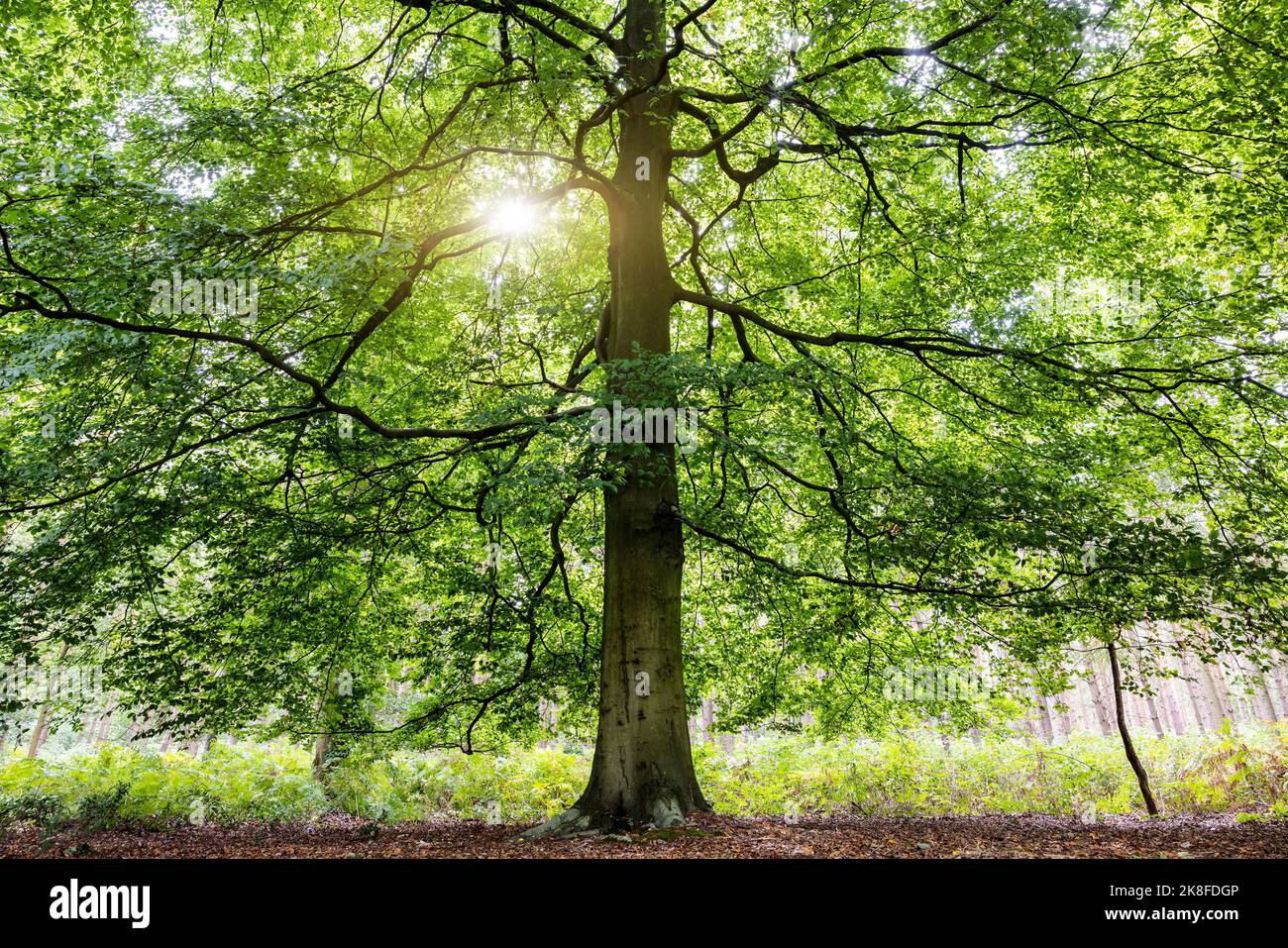 UK, England, Sun shining through green branches of large tree in ...