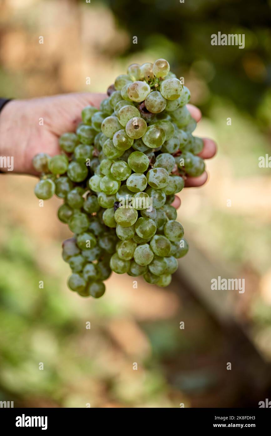 Hand holding grapes vineyard hi-res stock photography and images - Alamy