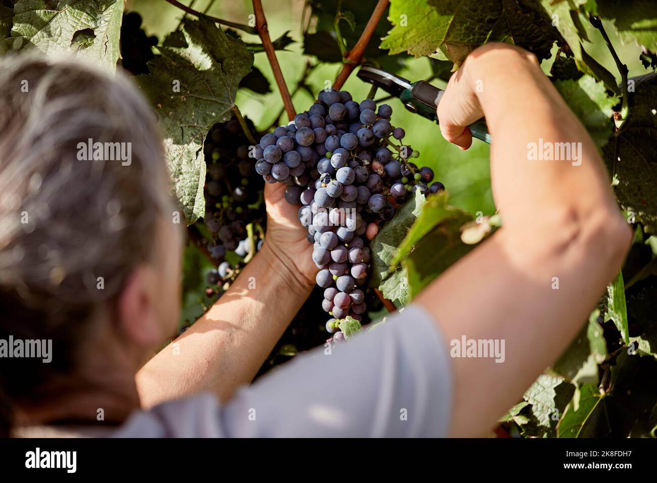 Farmer cutting bunch of fresh grapes with pruning shears Stock Photo ...