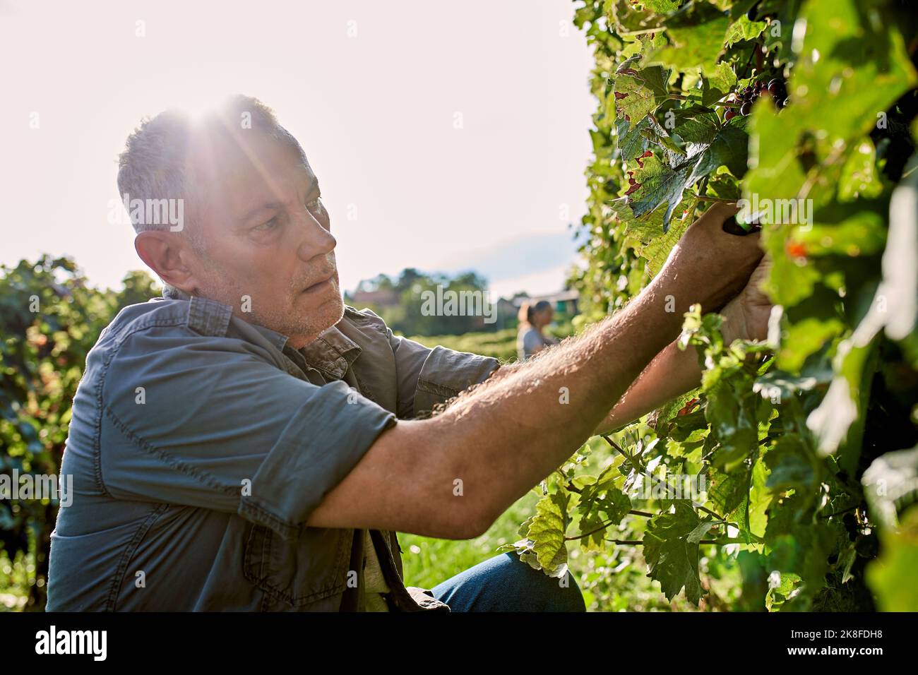 Mature farmer pruning grape vine on sunny day in vineyard Stock Photo ...