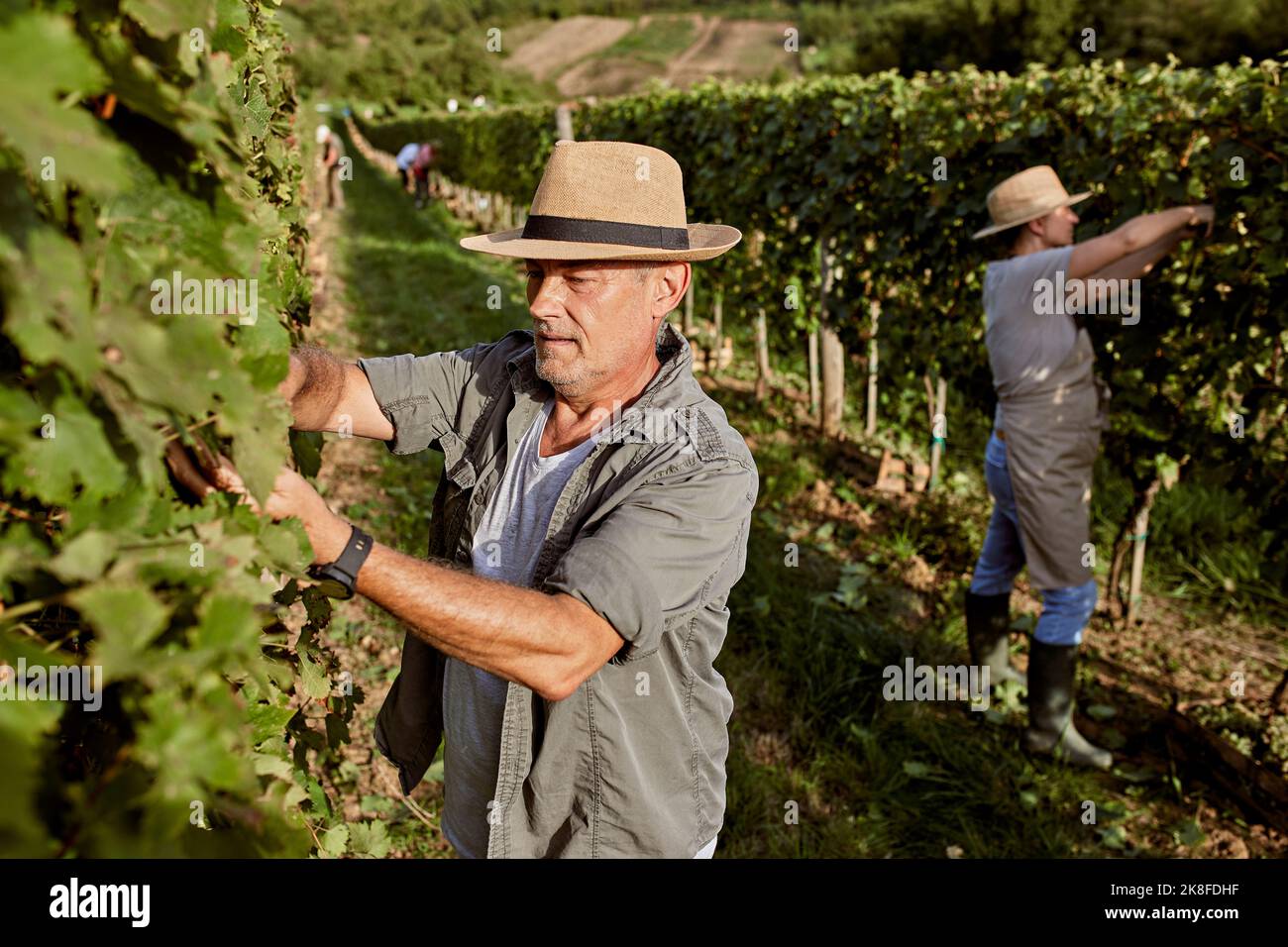 Farmers wearing straw hats working in vineyard Stock Photo - Alamy