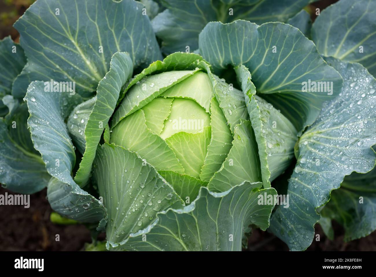 top view of cabbage with water drops in the garden ready to harvest ...