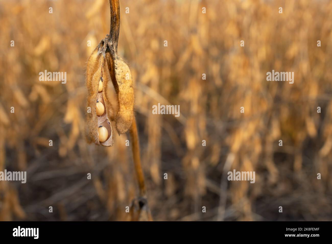 Agricultural soy plantation hi-res stock photography and images - Alamy