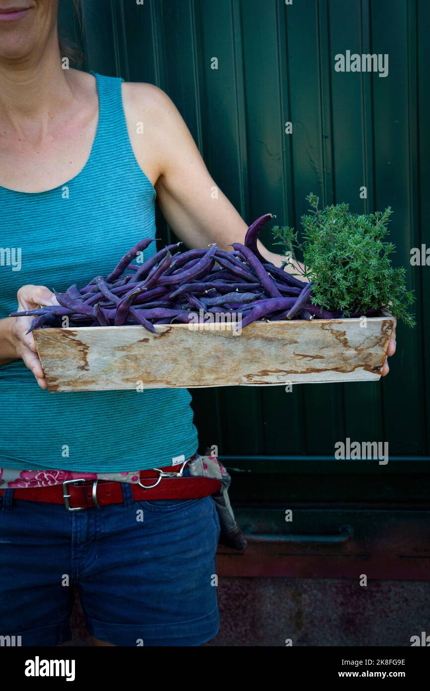 Midsection of woman holding box of freshly harvested purple beans ...