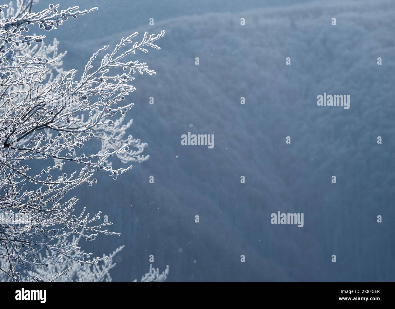 Winter background with frost covered branches border and copy space ...