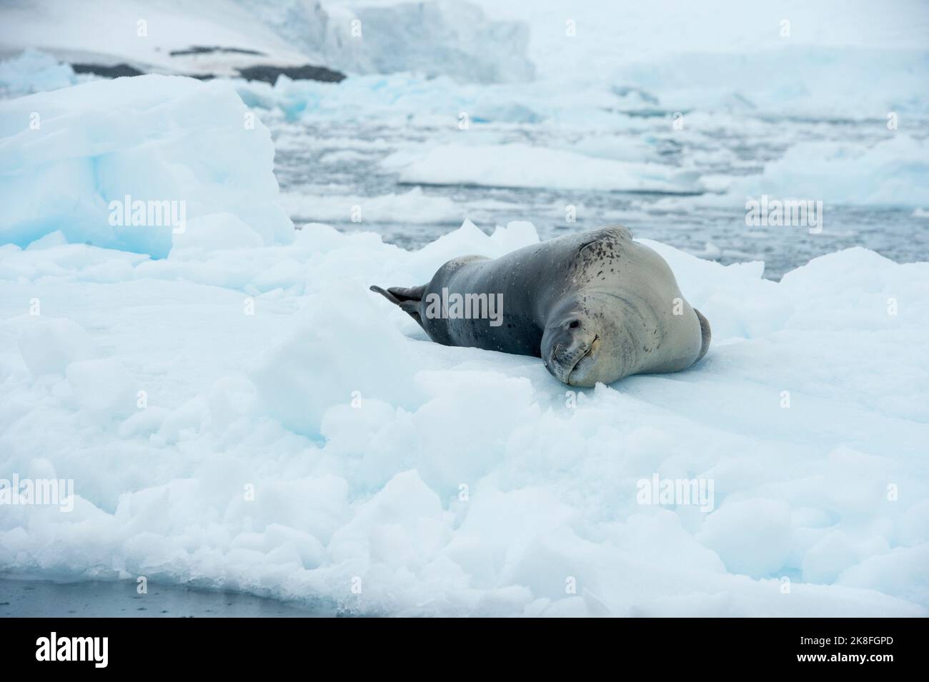 Aleopard seal, Hydrurga leptonyx on ice flow antarctic Paradise harbour ...