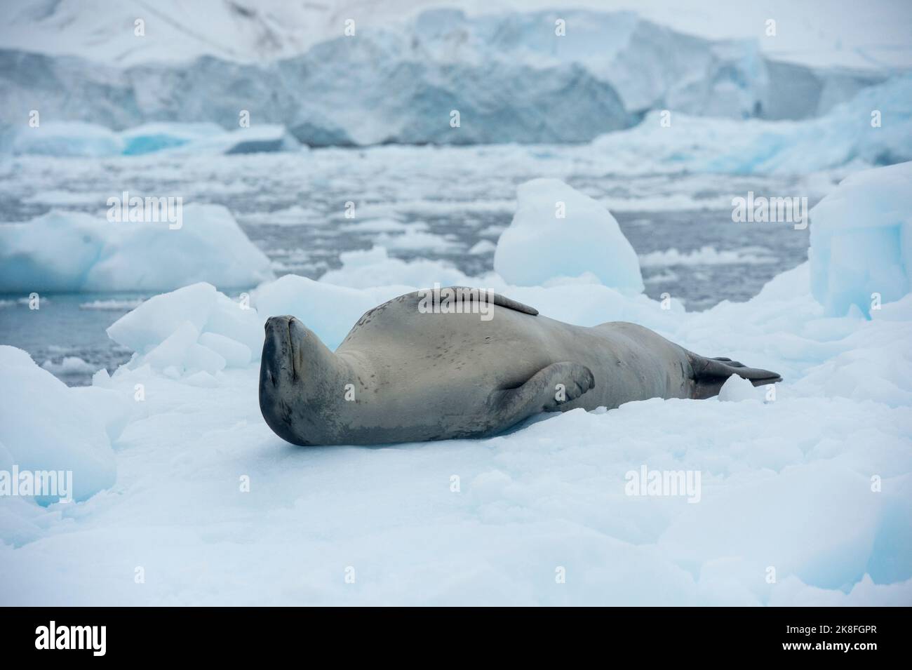 Aleopard seal, Hydrurga leptonyx on ice flow antarctic Paradise harbour ...