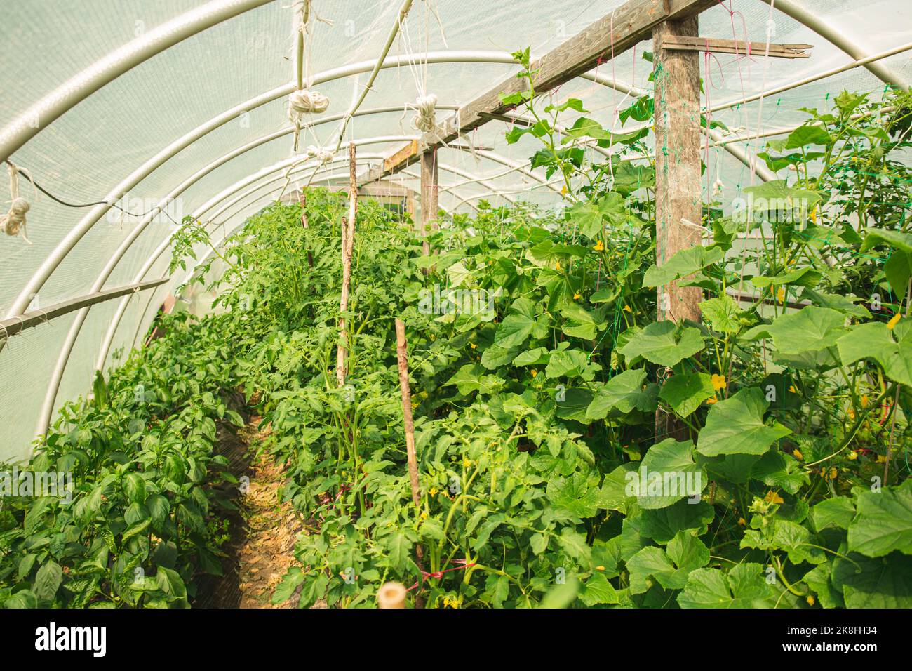 Plants growing in greenhouse Stock Photo - Alamy