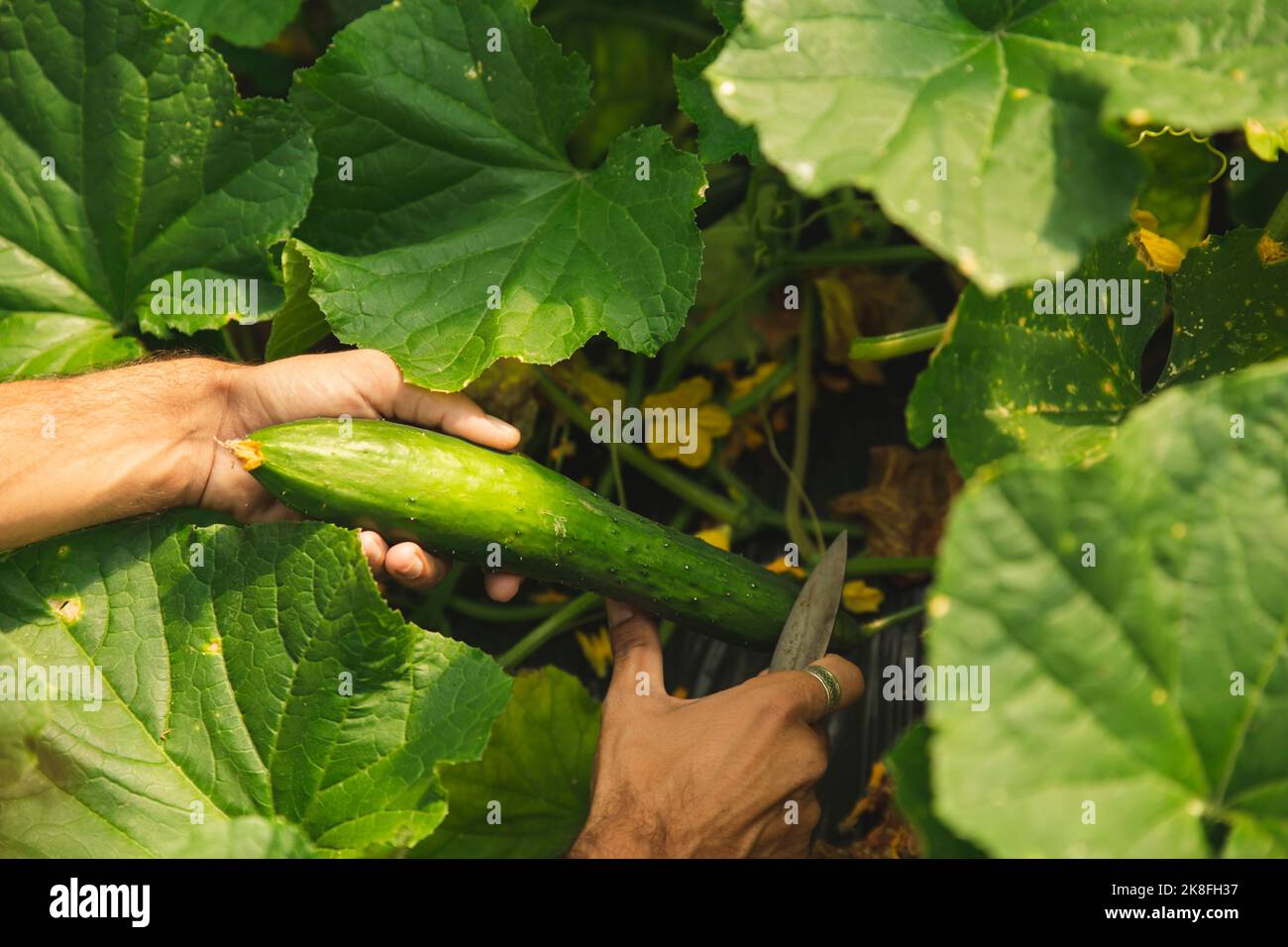 Hands of farmer cutting cucumber amidst leaves Stock Photo - Alamy