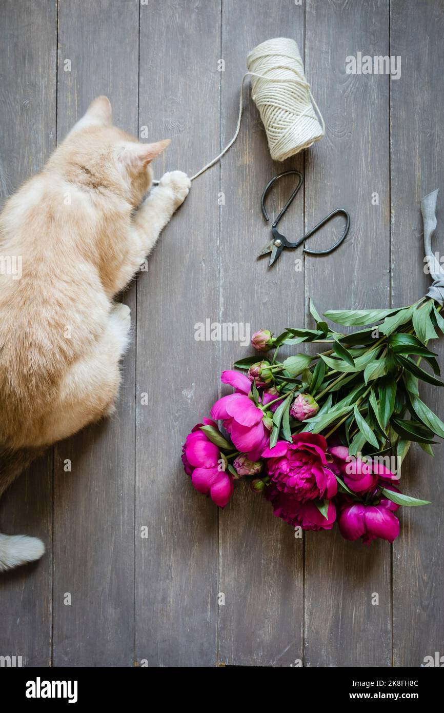 Cat playing with string lying next to bouquet of freshly cut peonies ...