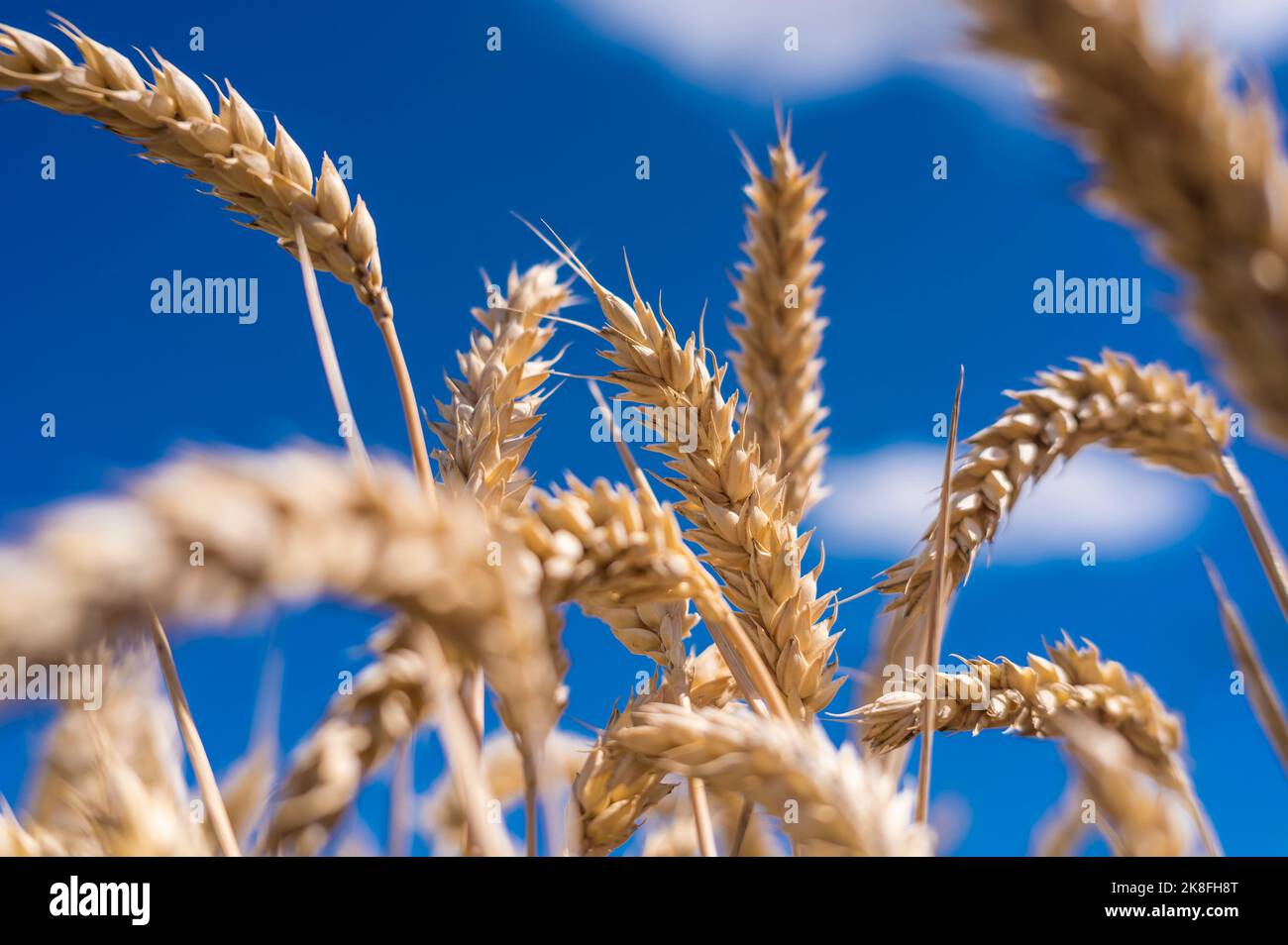 Close up of growing wheat hi-res stock photography and images - Alamy