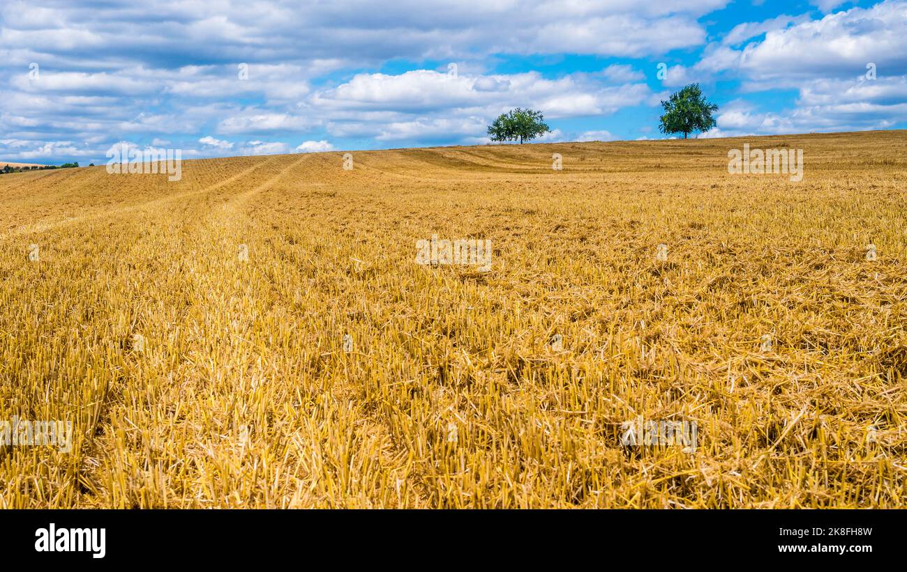 Stubble harvested hi-res stock photography and images - Alamy