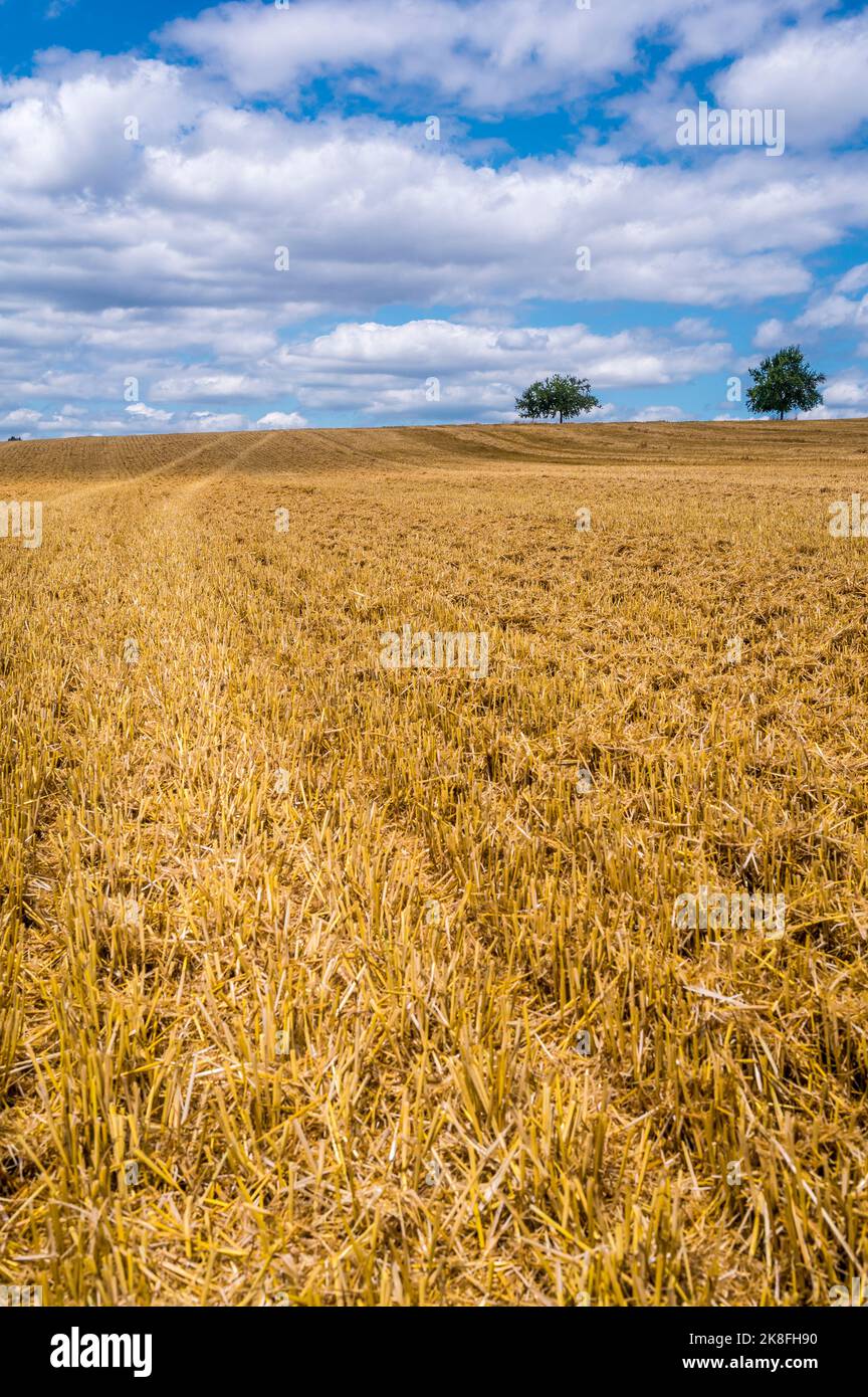 Stubble field in summer germany hi-res stock photography and images - Alamy