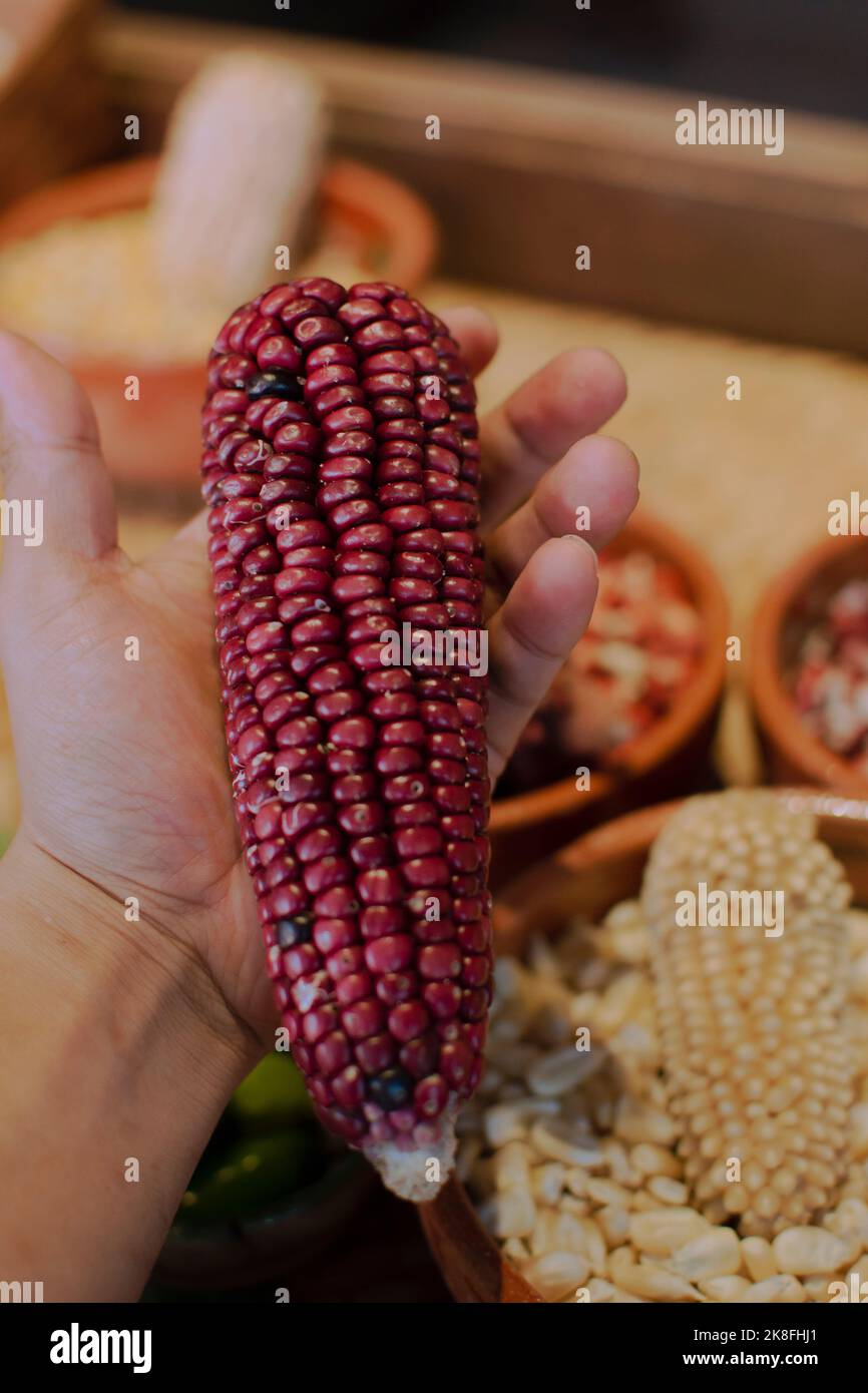 Hand of person holding cob of red Mexican corn Stock Photo - Alamy